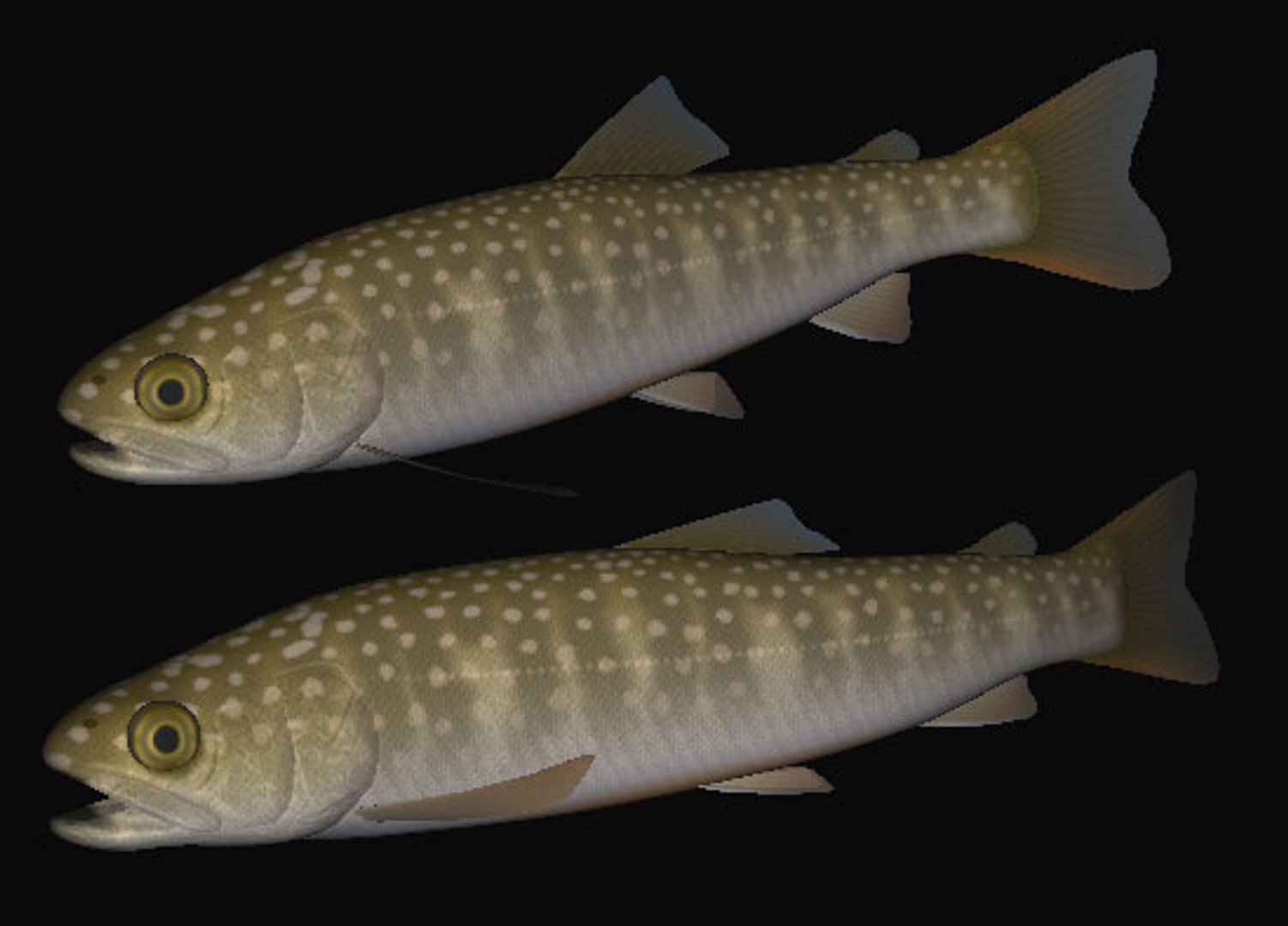 3d Salvelinus Leucomaenis Imbrius