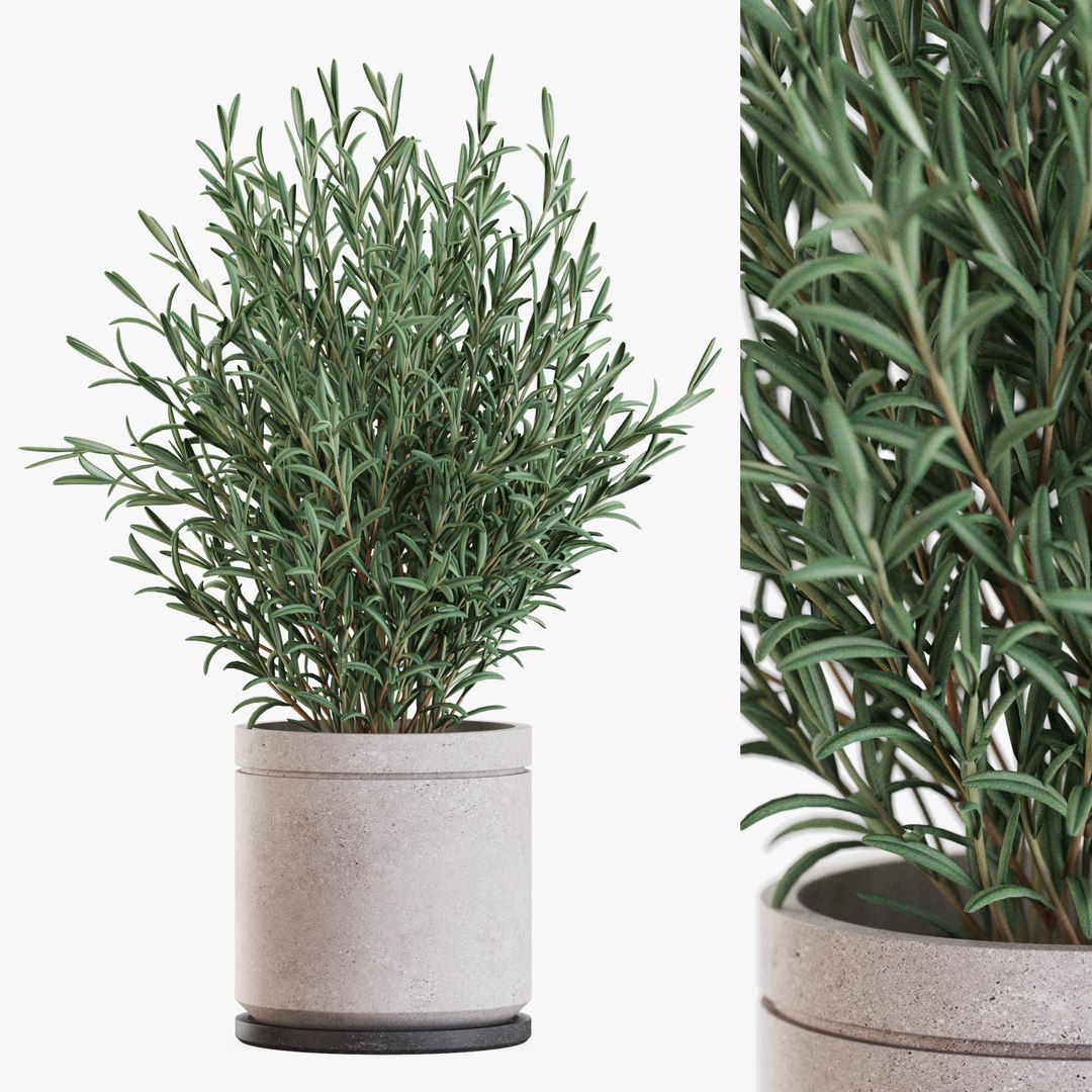 Plants Collection 1166 Model - TurboSquid 2287691