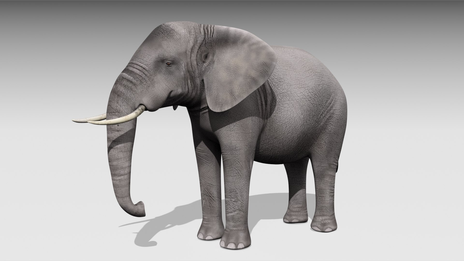 African Elephant 3D Model - TurboSquid 1840294