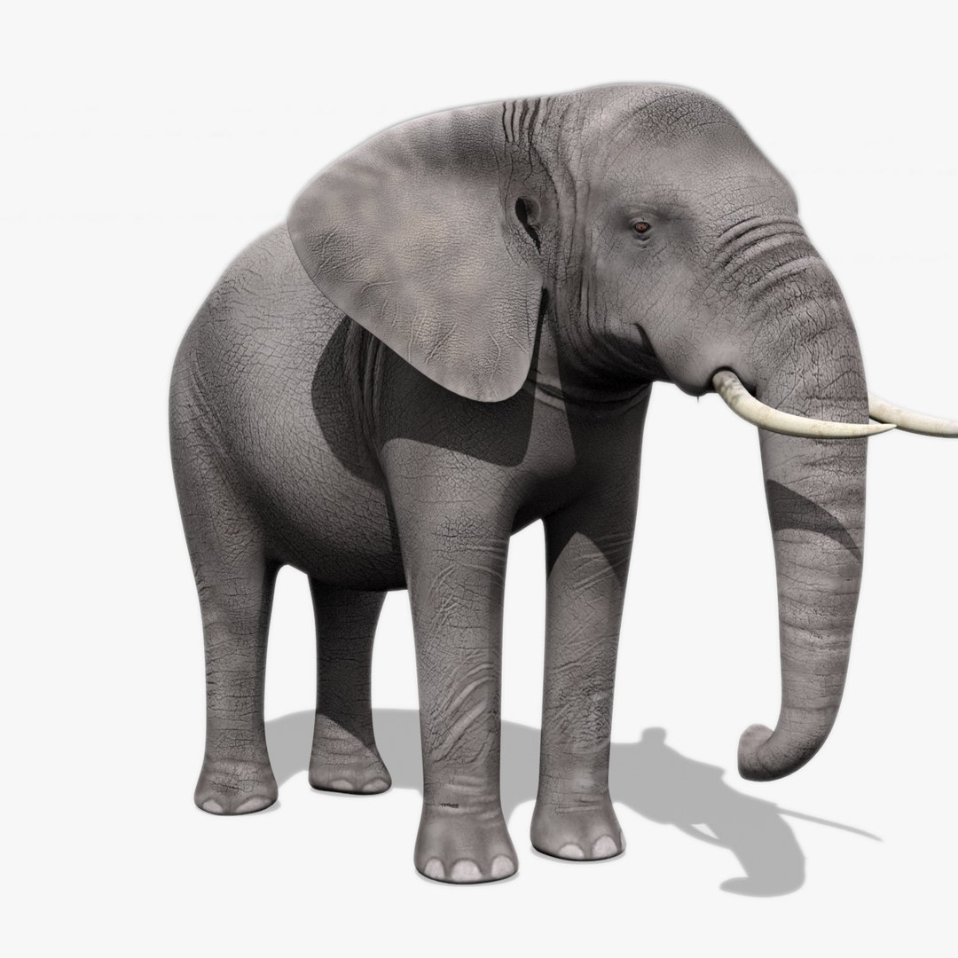 African Elephant 3D Model - TurboSquid 1840294