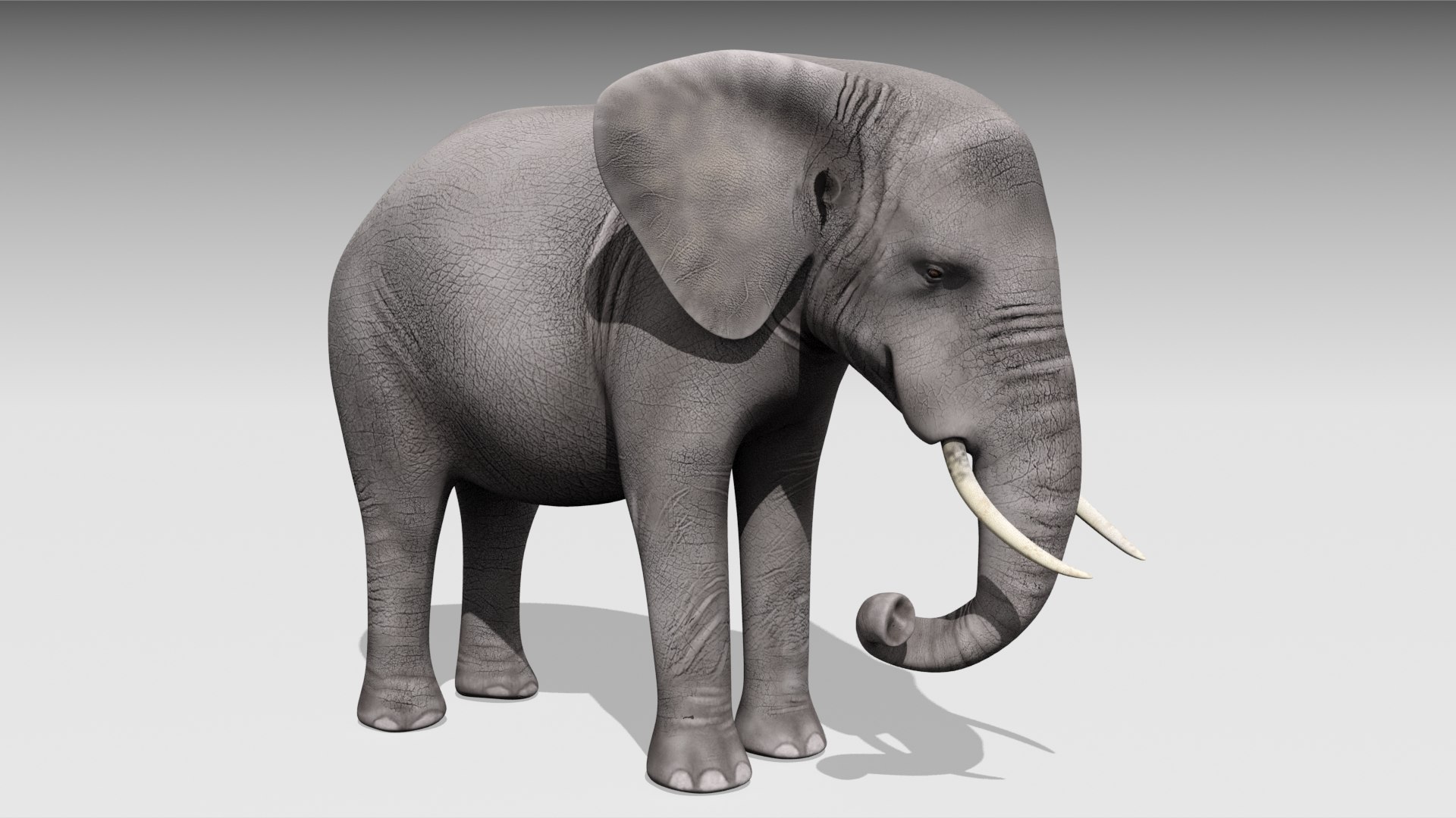 African Elephant 3D Model - TurboSquid 1840294