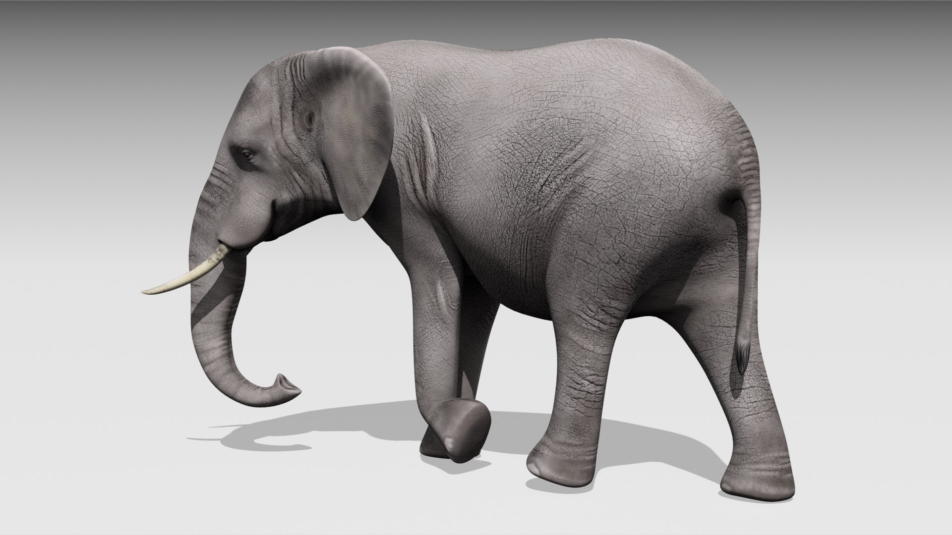 African Elephant 3D Model - TurboSquid 1840294
