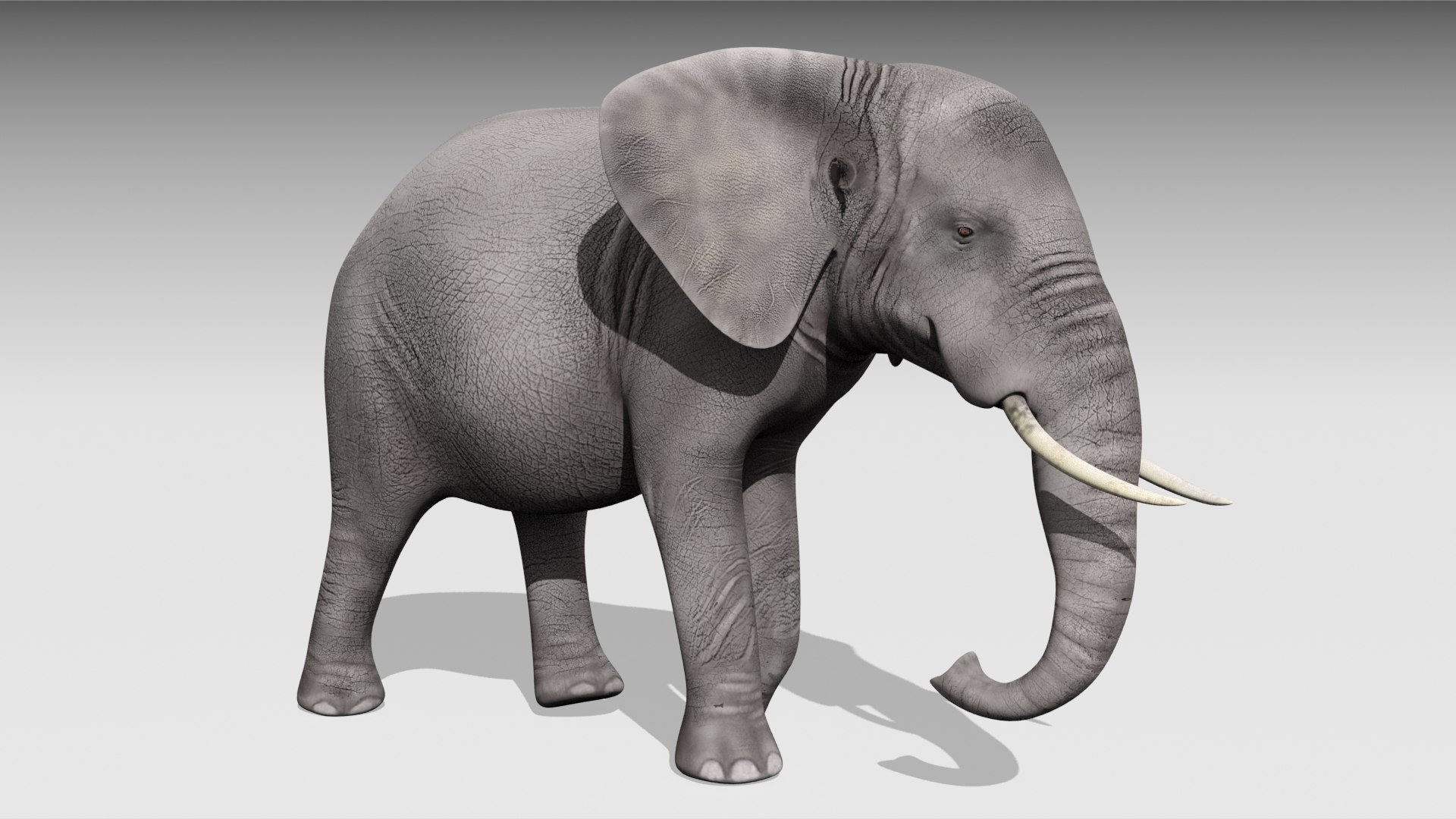 African Elephant 3D Model - TurboSquid 1840294
