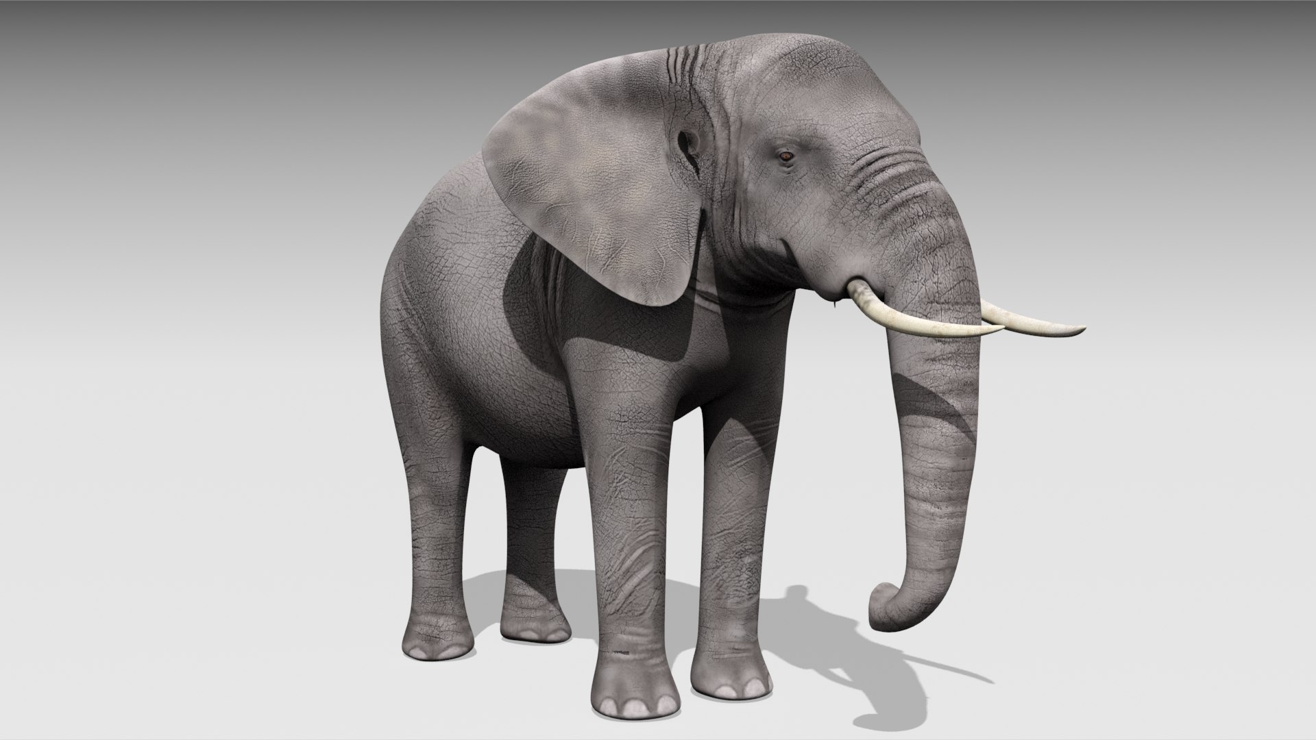 African Elephant 3D Model - TurboSquid 1840294