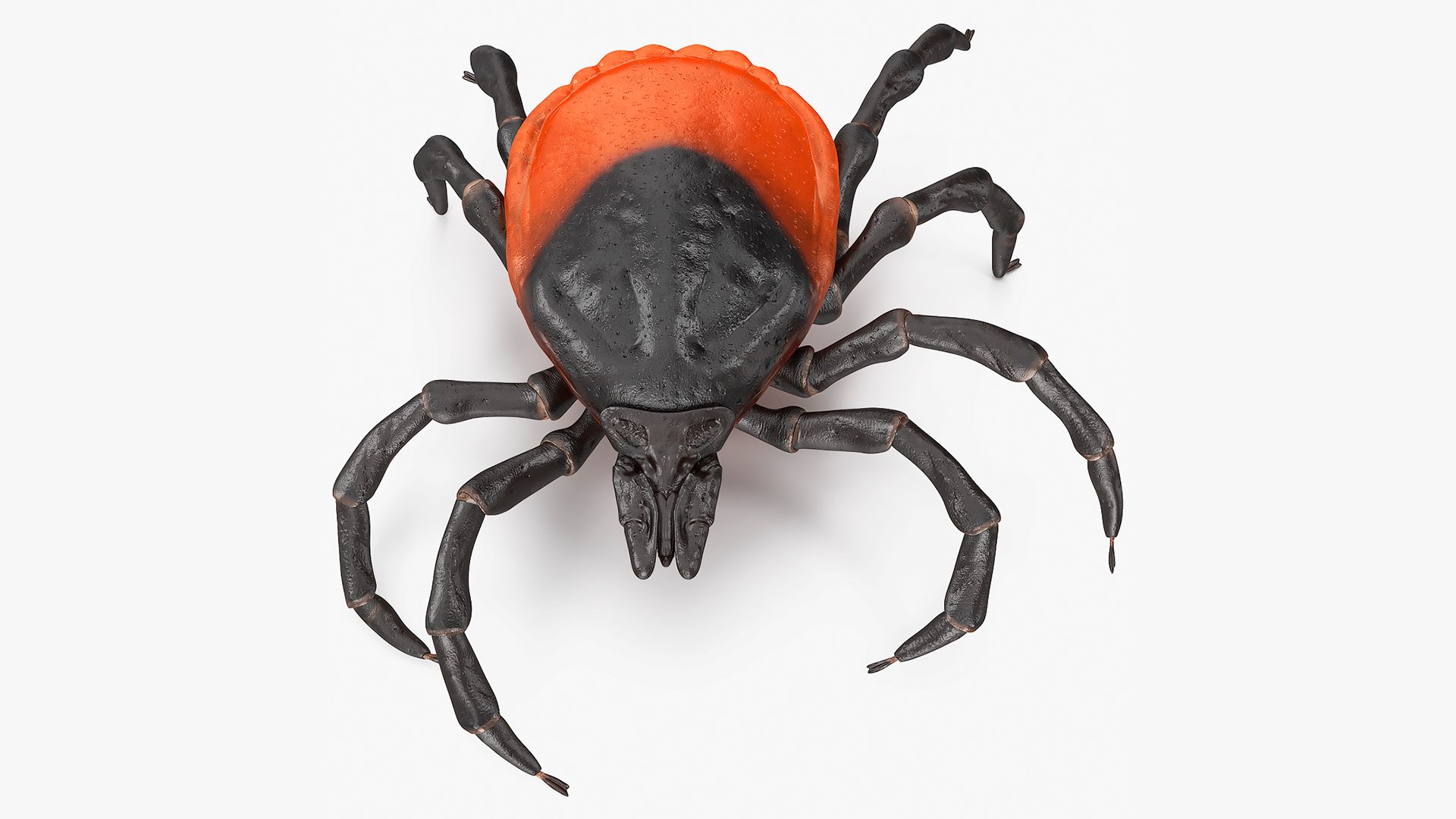 Tick Crawling Pose 3D model - TurboSquid 1855177