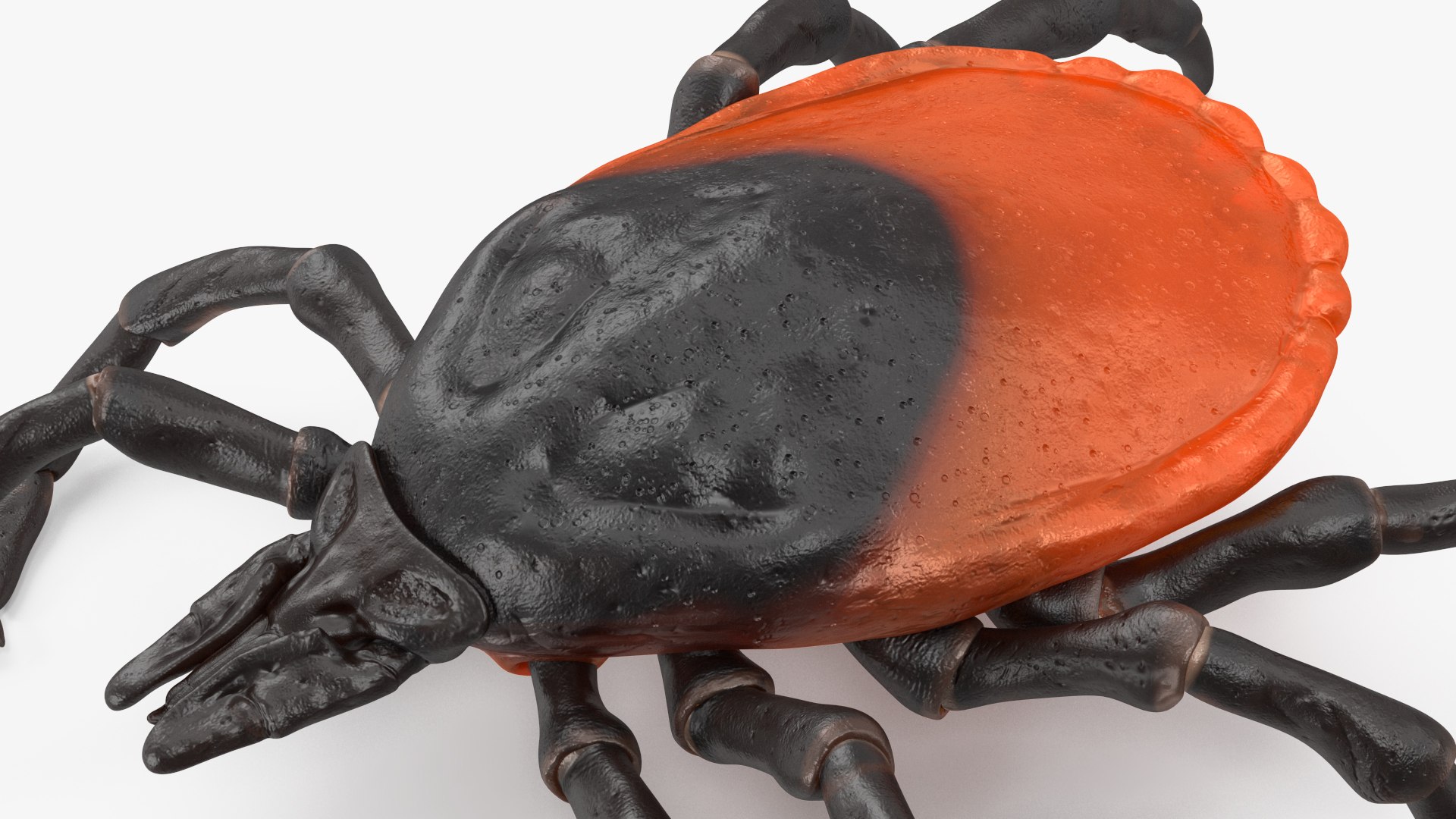 Tick Crawling Pose 3D Model - TurboSquid 1855177