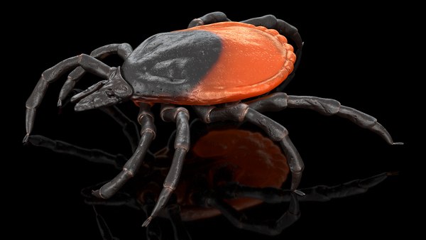 Tick Crawling Pose 3D model - TurboSquid 1855177