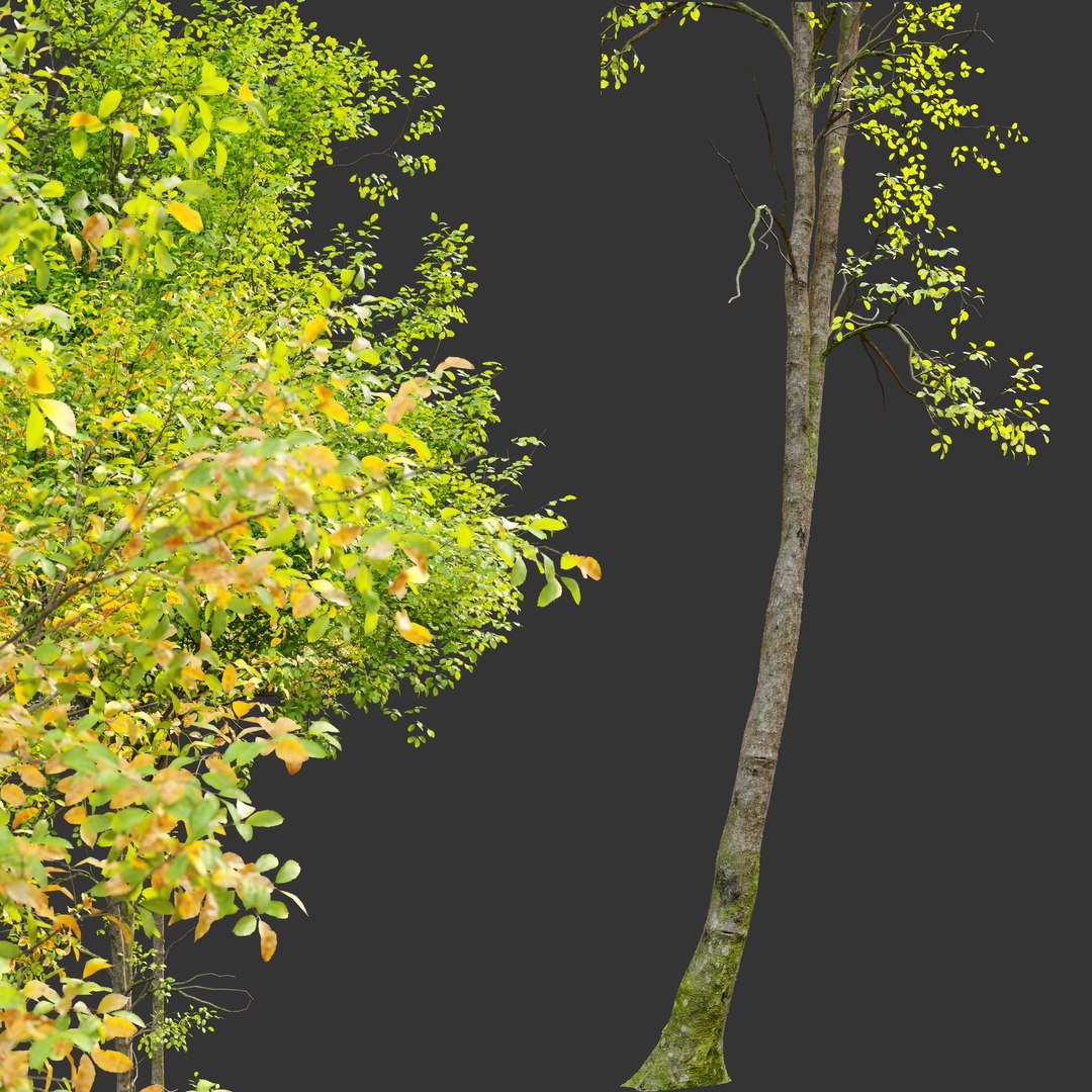 European Beech 03 Model - TurboSquid 1942574