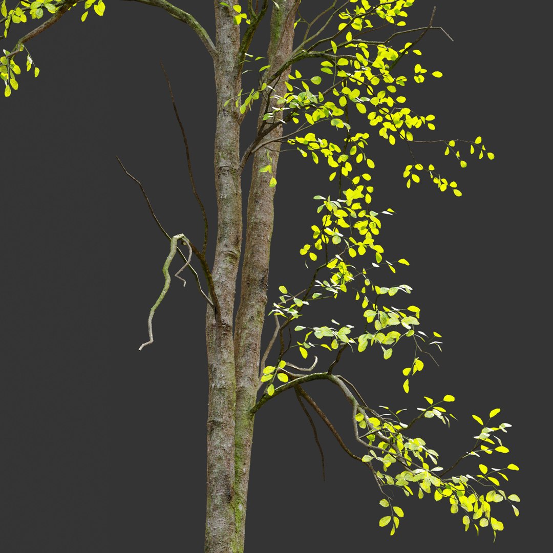 European Beech 03 Model - TurboSquid 1942574