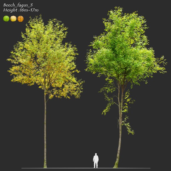 European beech 03 model - TurboSquid 1942574