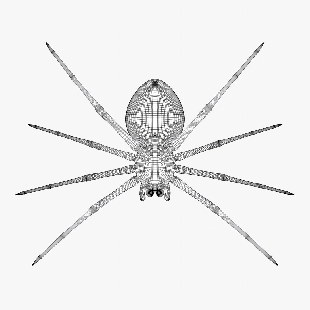 3D 8k Pbr Spider - TurboSquid 1648375