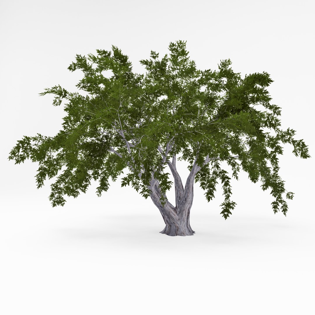 Deciduous 036 3d Model