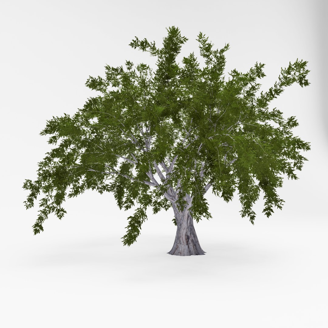 Deciduous 036 3d Model