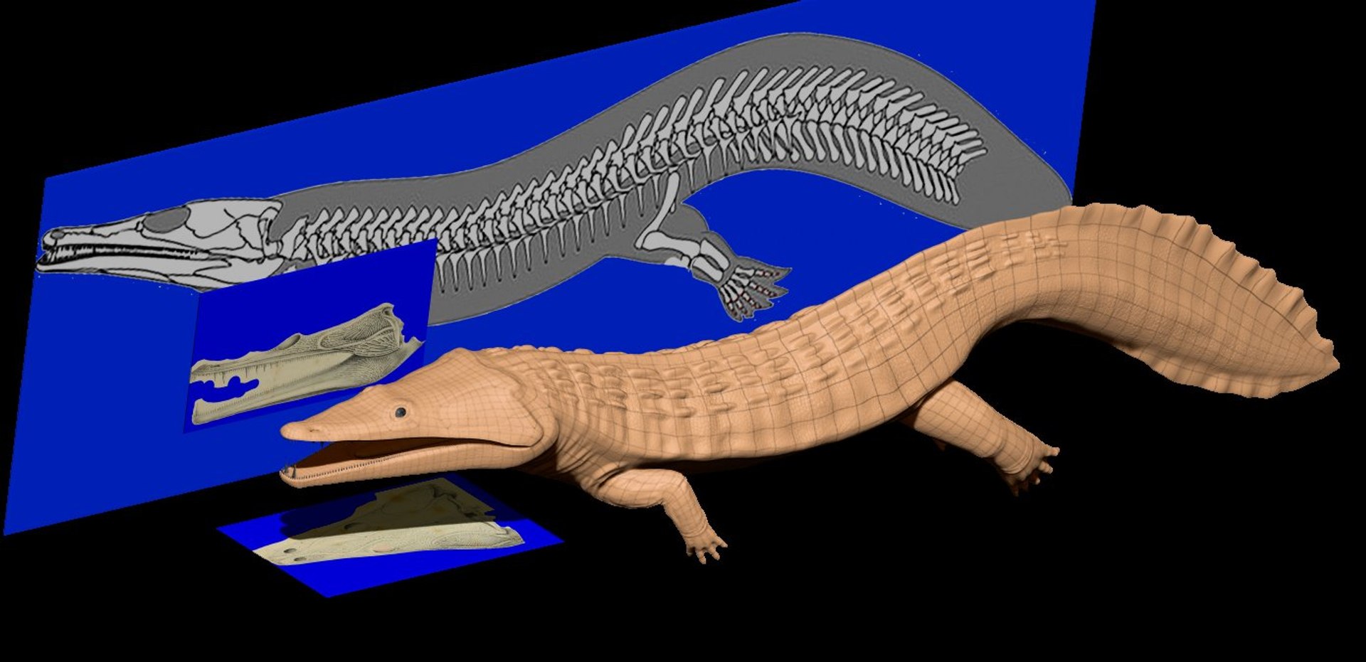 Trematosaurus 3D Model - TurboSquid 1343684