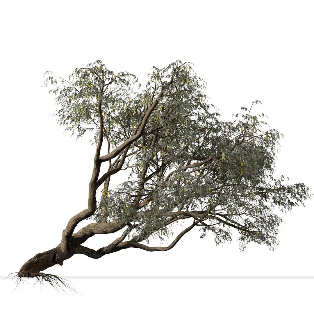 3d Set Of Ghaf Or Jand Tree 2 Trees Turbosquid 1989475