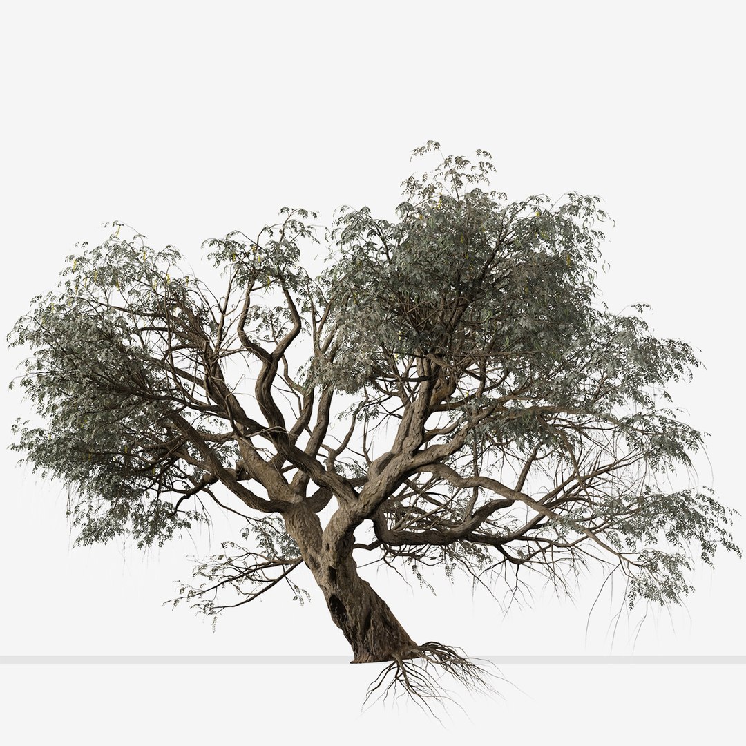 3D Set Of Ghaf Or Jand Tree - 2 Trees - TurboSquid 1989475