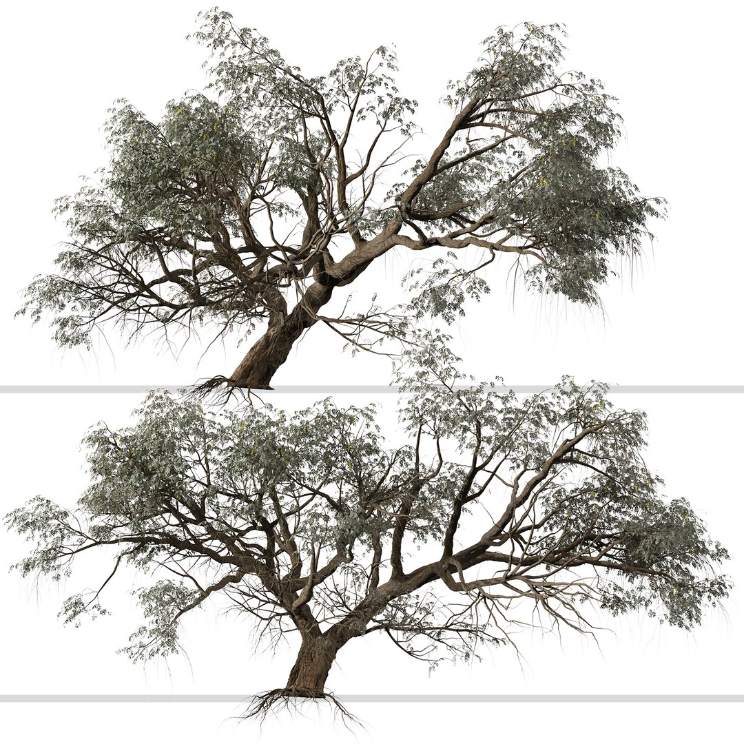 3D Set Of Ghaf Or Jand Tree - 2 Trees - TurboSquid 1989475