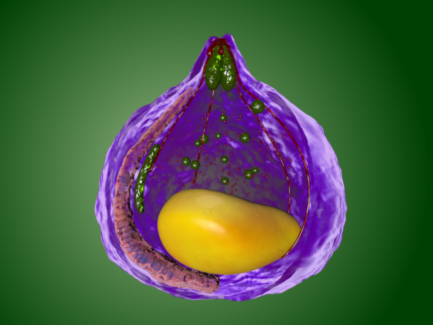 Microbiology Virus 3d Model