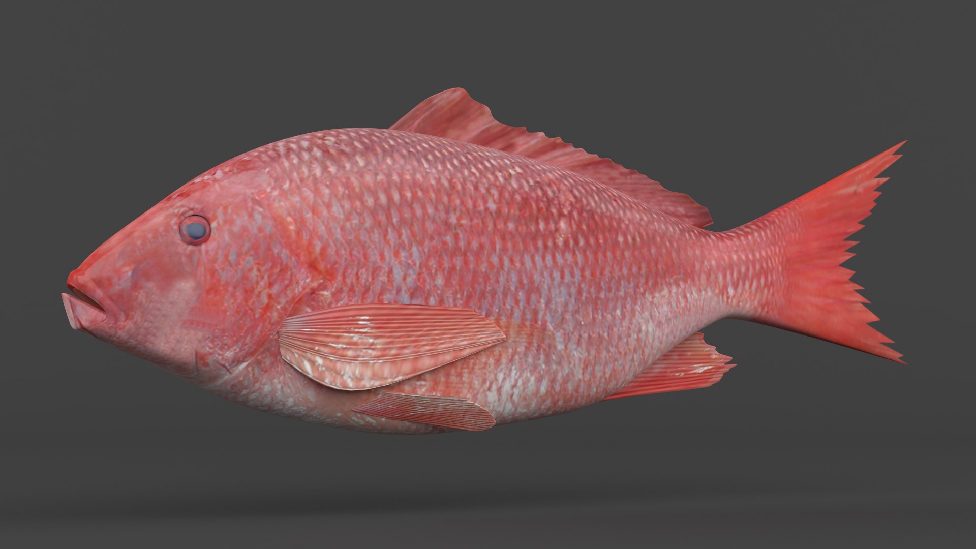 3D Red Snapper Fish - TurboSquid 1966833