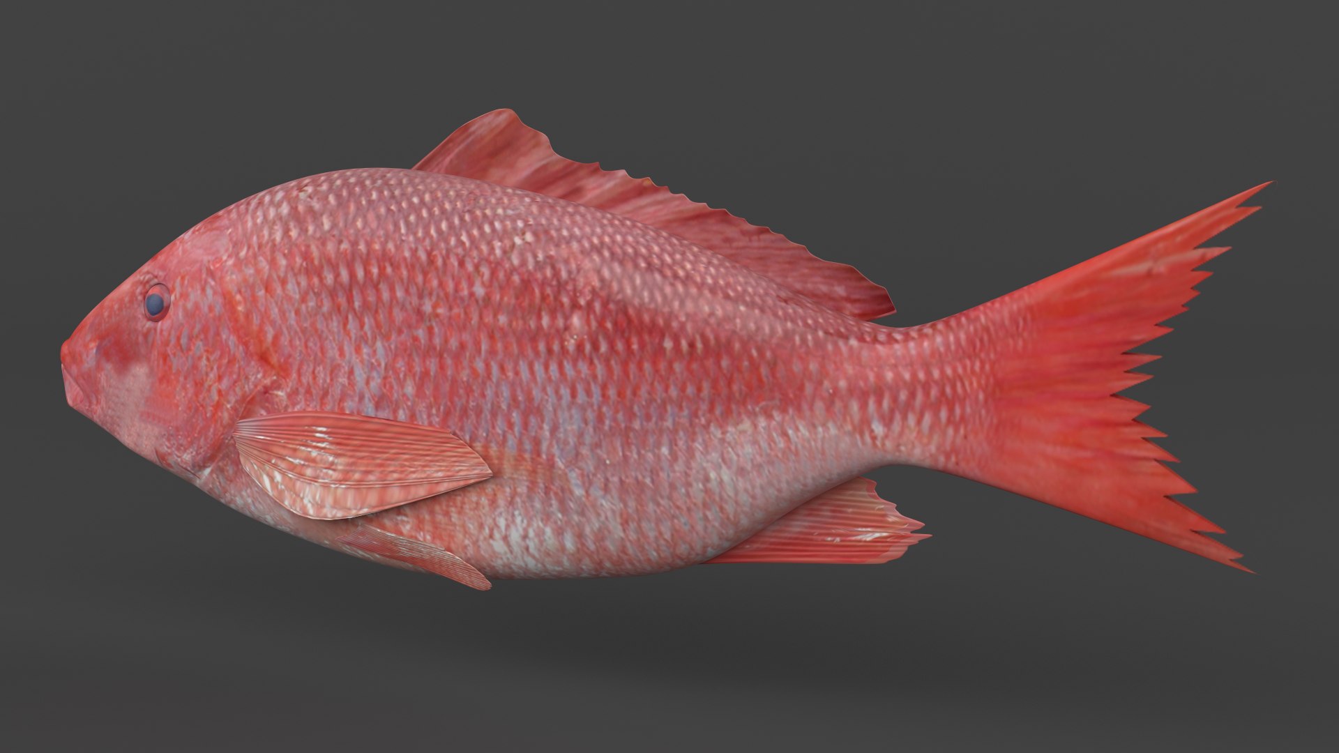 3D Red Snapper Fish - TurboSquid 1966833