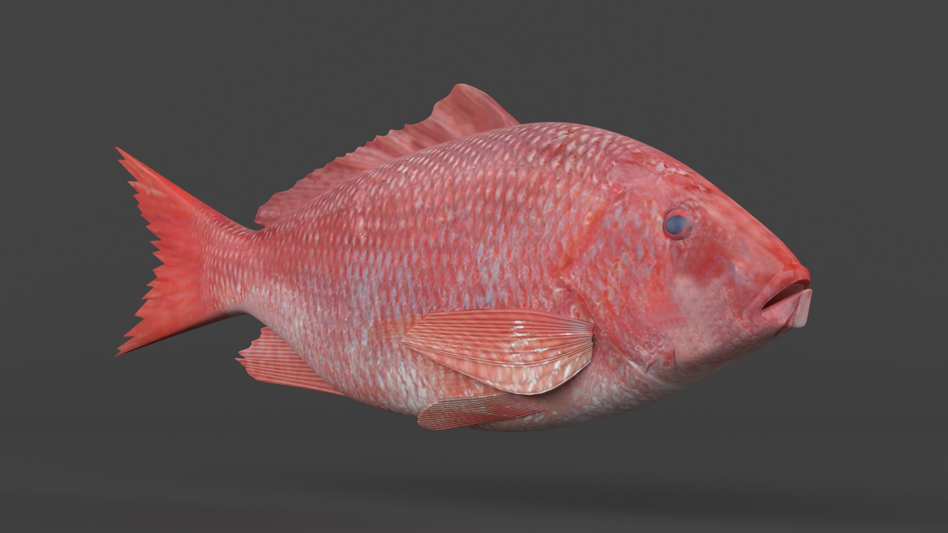 3D Red Snapper Fish - TurboSquid 1966833