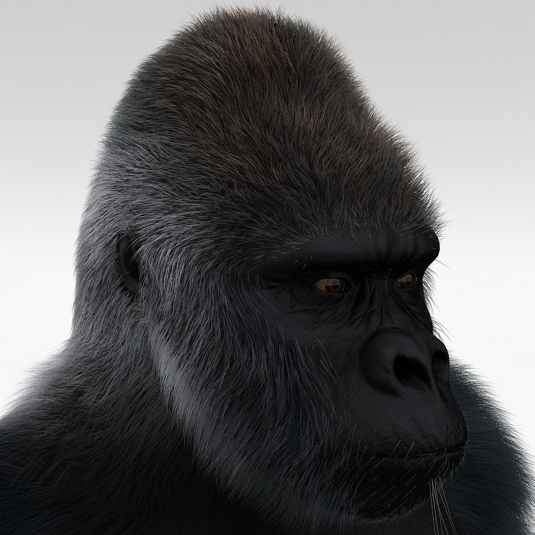 3d model gorilla pose 3 fur