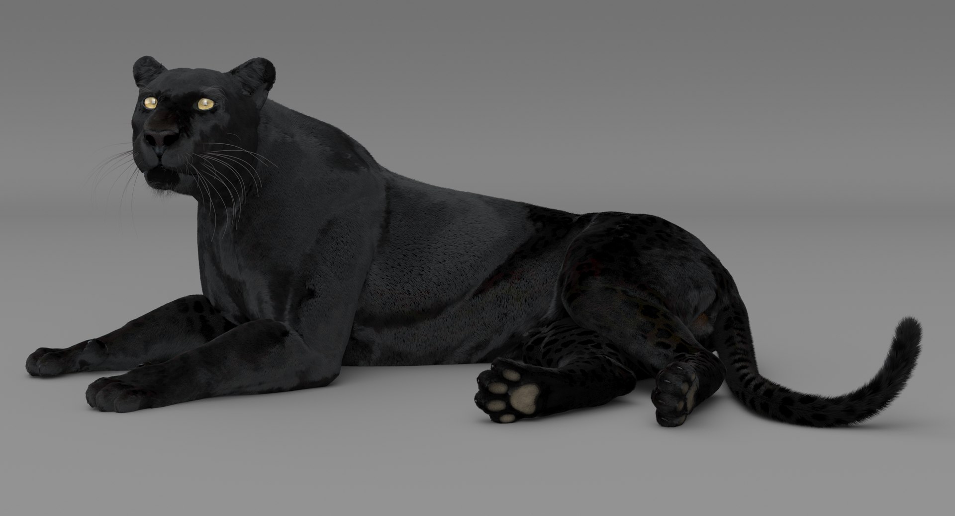 3D model black panther fur - TurboSquid 1433332