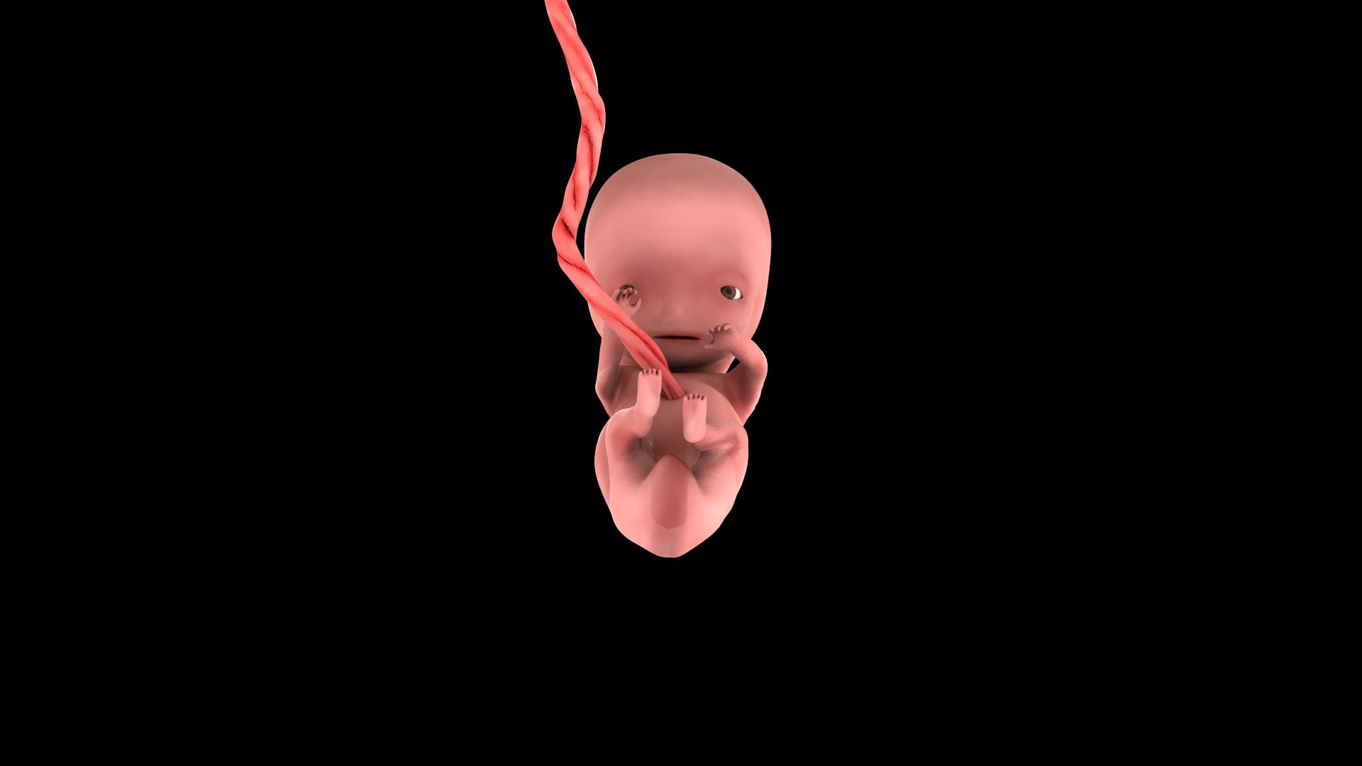 10 Weeks Human Fetus 3D Model - TurboSquid 2036586