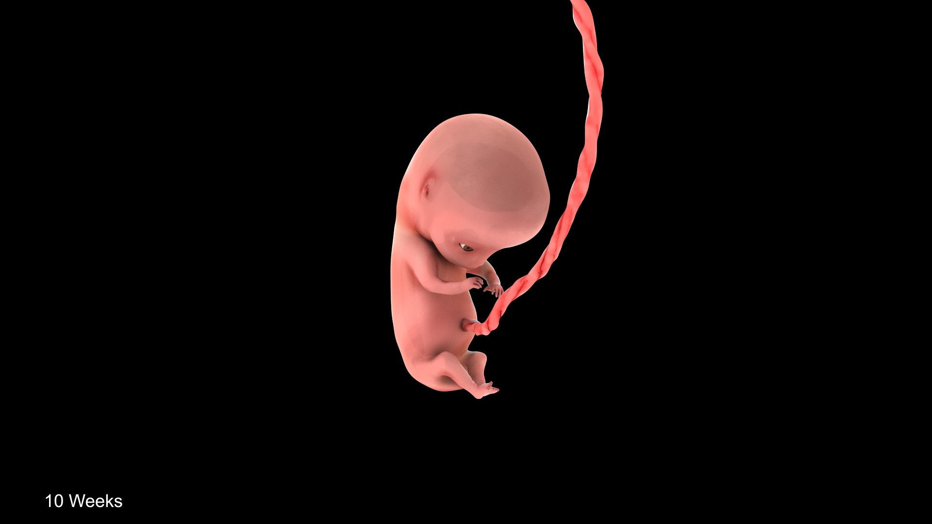 10 Weeks Human Fetus 3D Model - TurboSquid 2036586