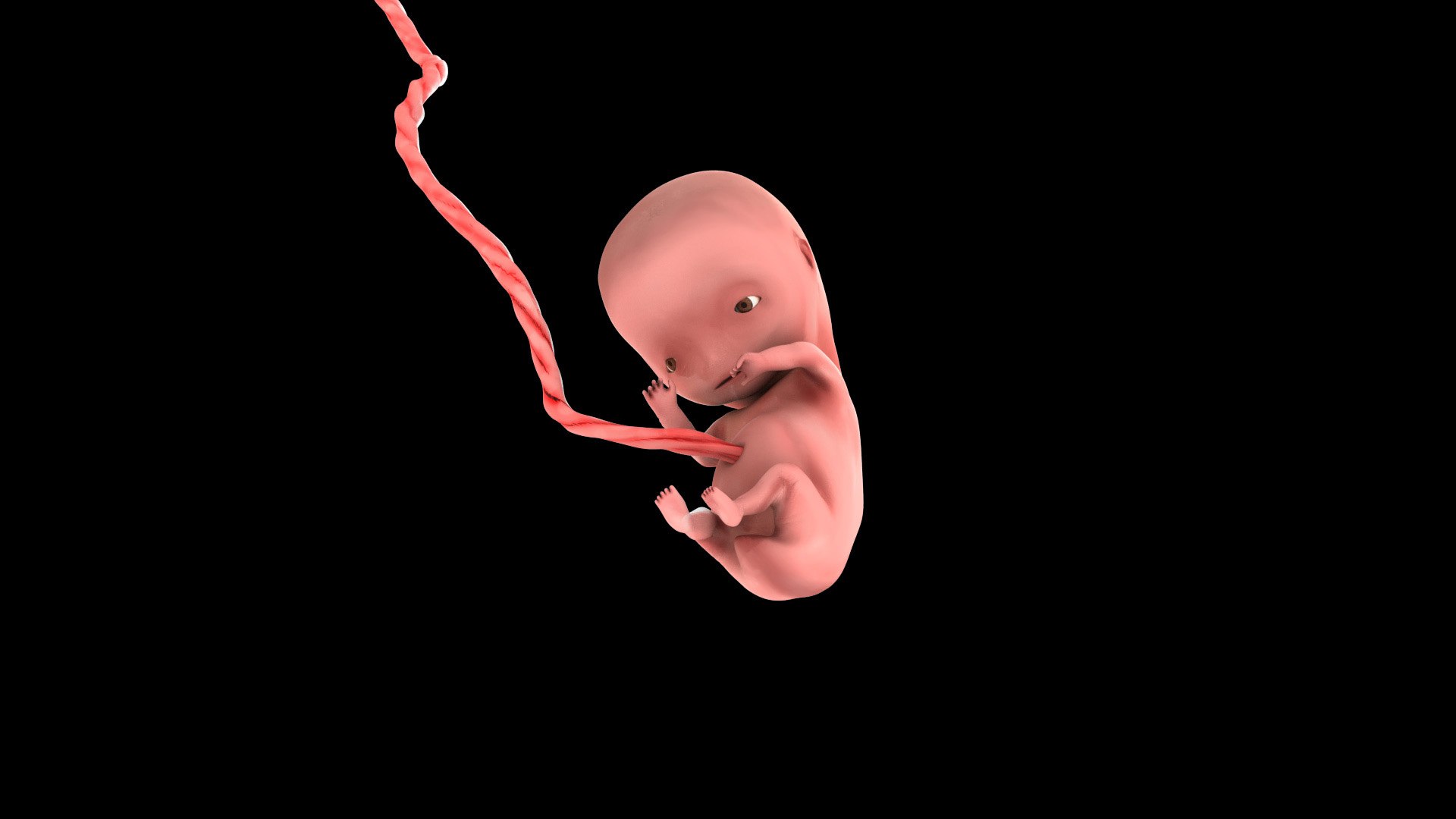 10 Weeks Human Fetus 3D Model - TurboSquid 2036586