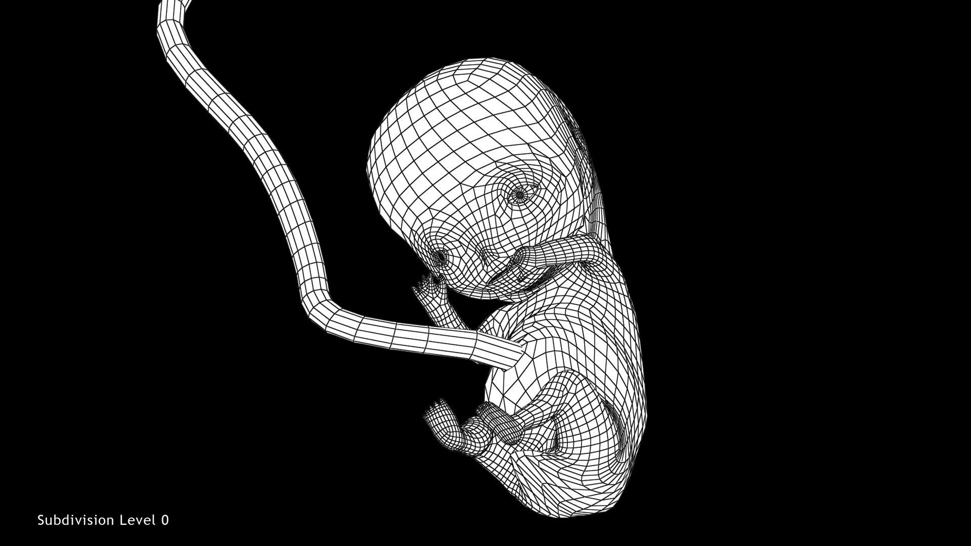 10 Weeks Human Fetus 3D Model - TurboSquid 2036586