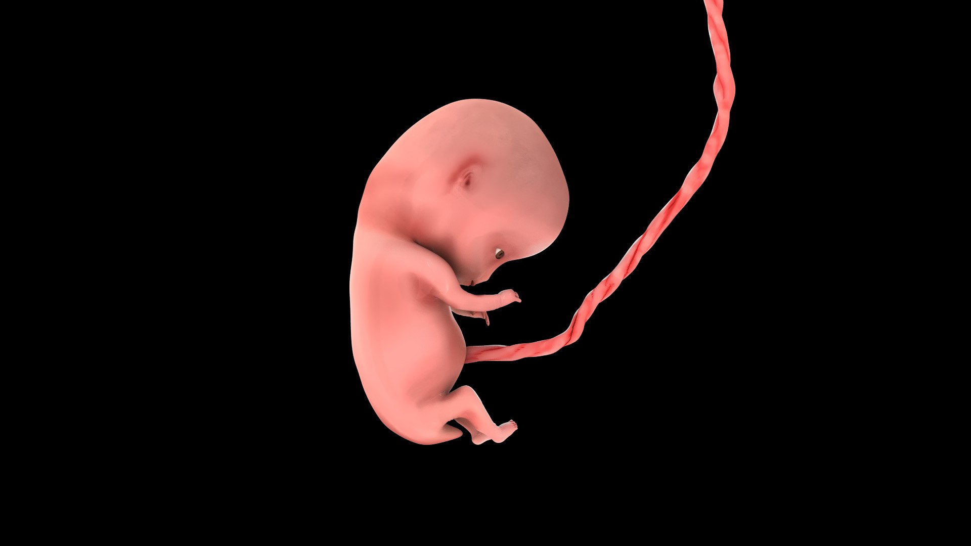 10 Weeks Human Fetus 3D Model - TurboSquid 2036586