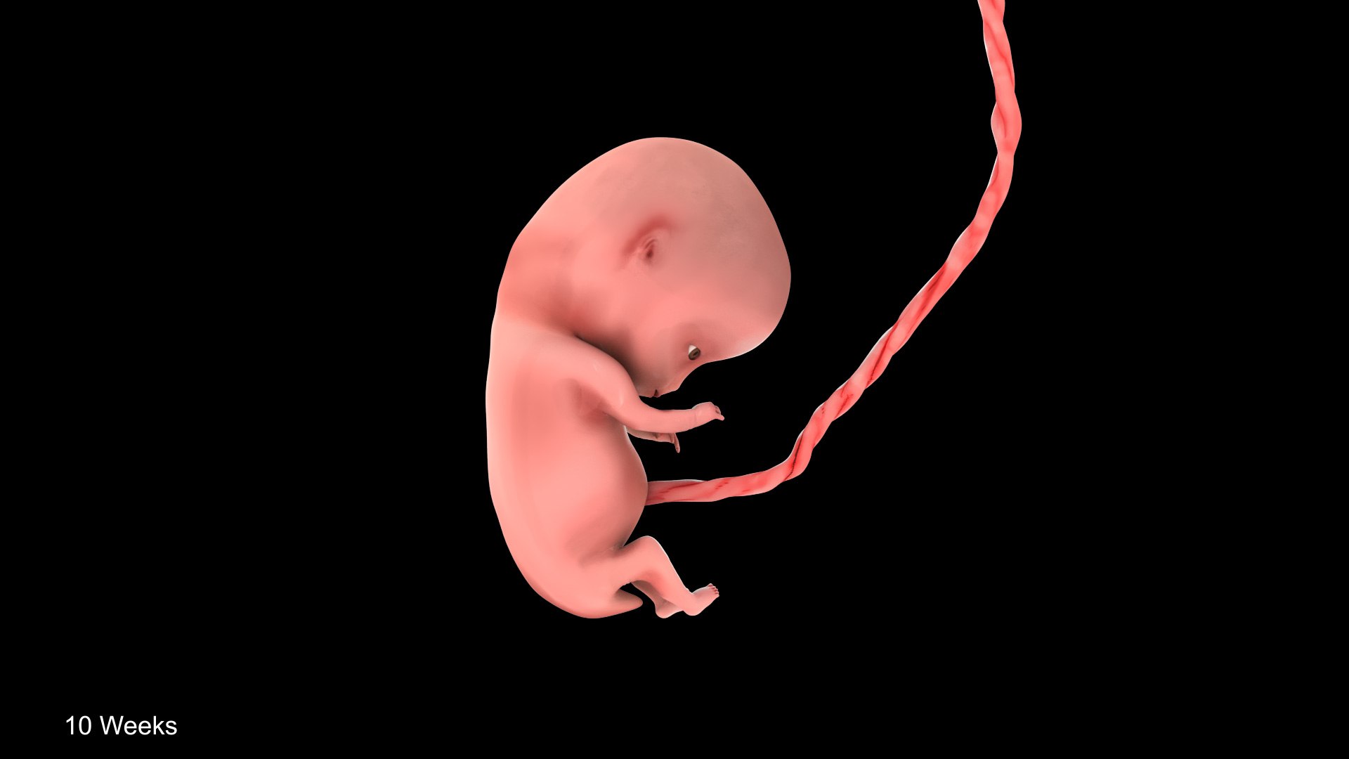 10 Weeks Human Fetus 3D Model - TurboSquid 2036586