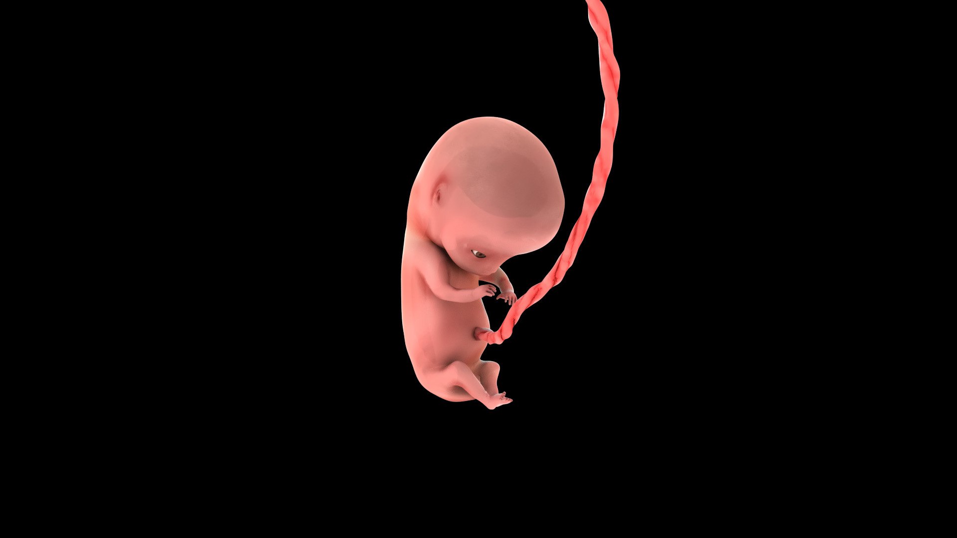 10 Weeks Human Fetus 3D Model - TurboSquid 2036586