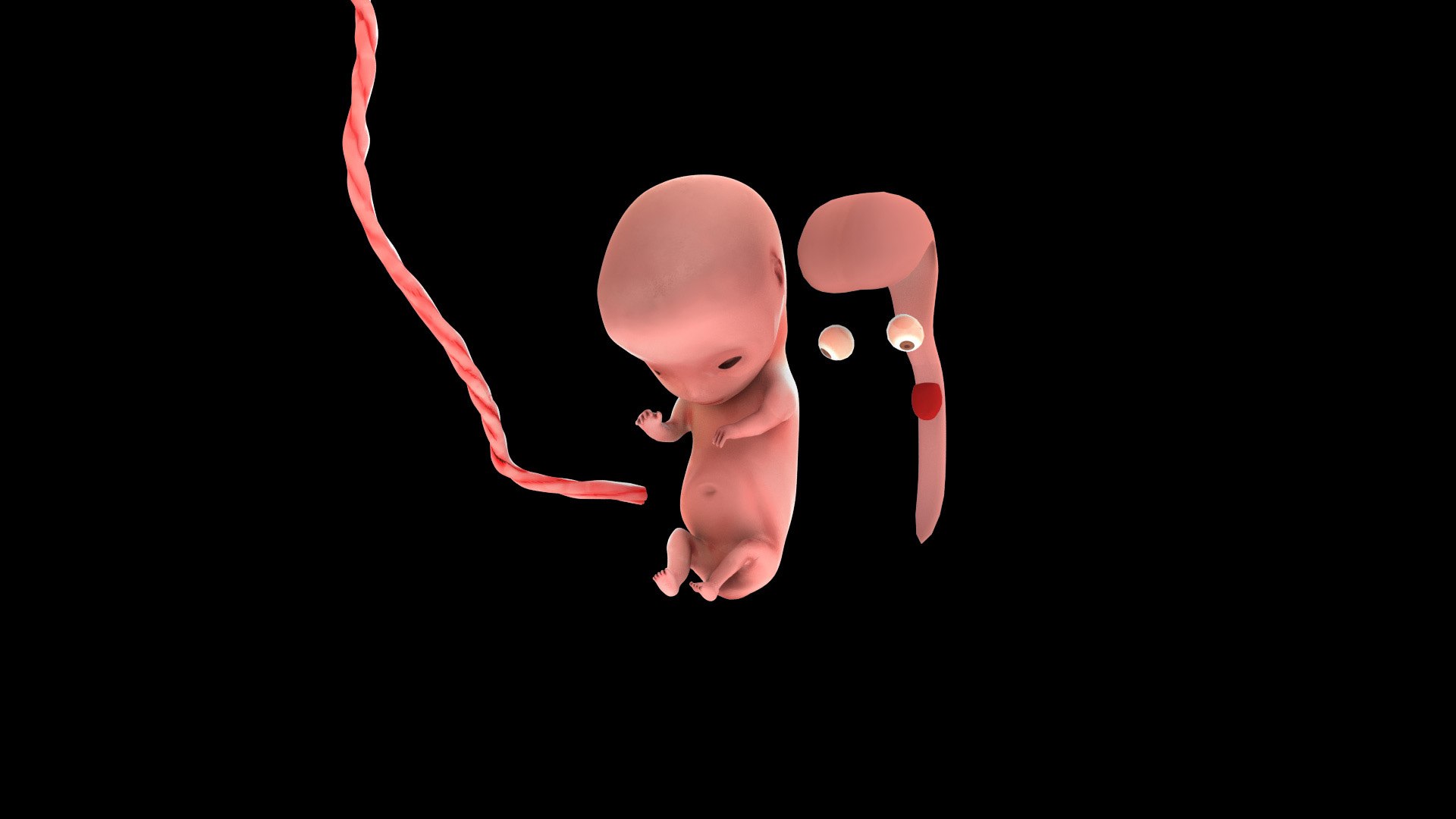 10 Weeks Human Fetus 3D Model - TurboSquid 2036586