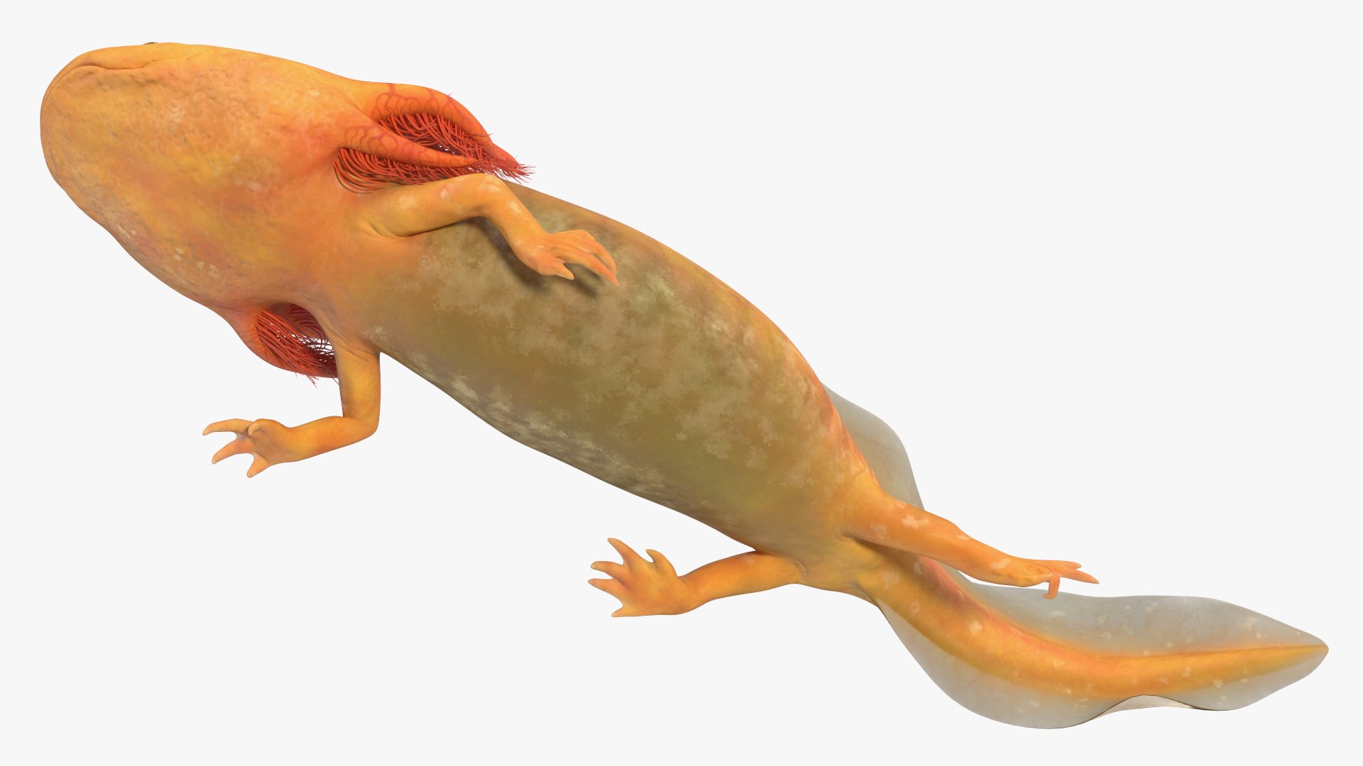 Gold Albino Axolotl Rigged Model - TurboSquid 2210702