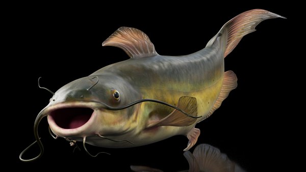 3D Channel Catfish Swimming Pose - TurboSquid 1828559
