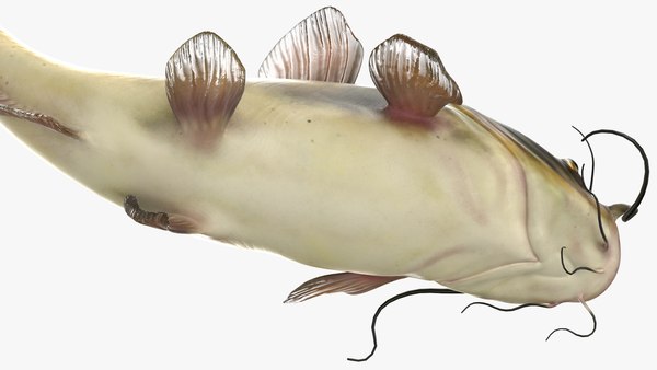 3D Channel Catfish Swimming Pose - TurboSquid 1828559