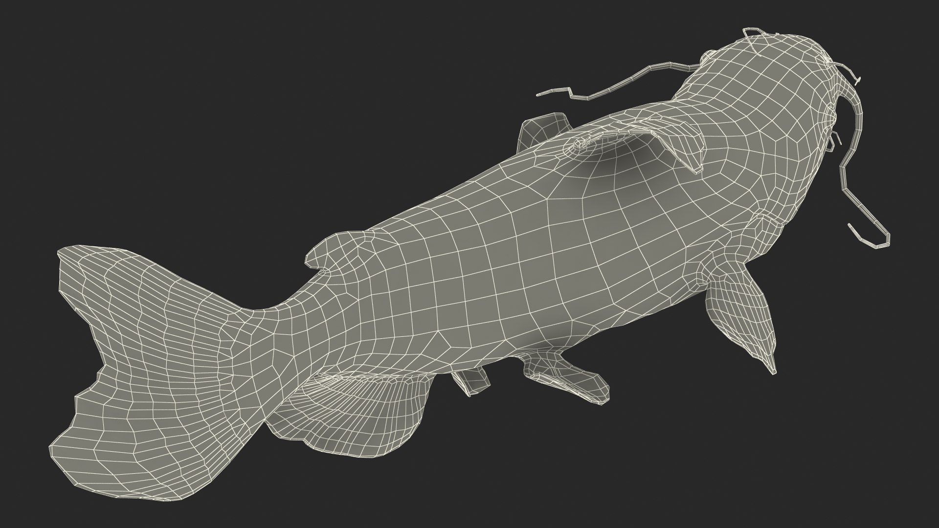 3D Channel Catfish Swimming Pose - TurboSquid 1828559