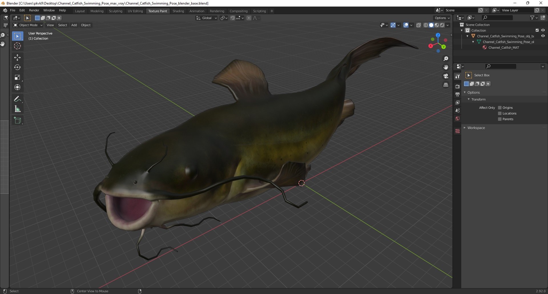3D Channel Catfish Swimming Pose - TurboSquid 1828559