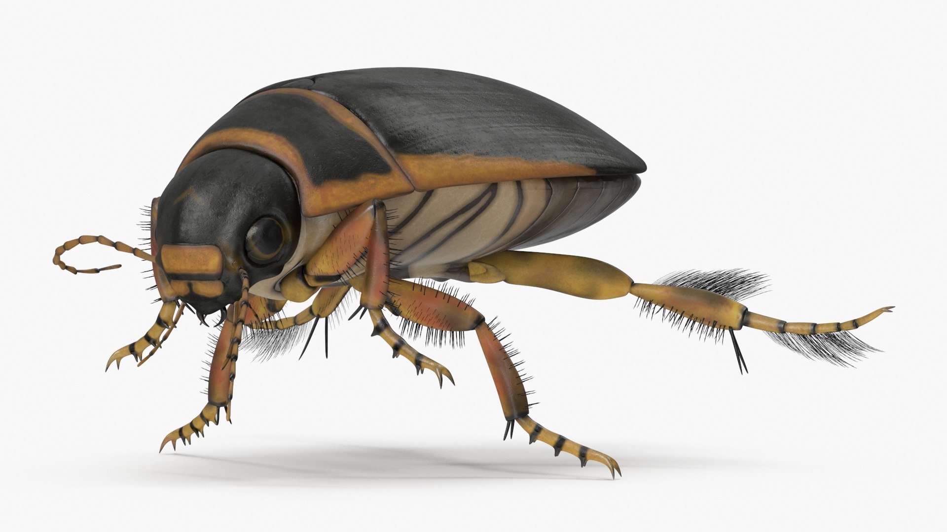 Insects Collection 2 3D Model - TurboSquid 2253205