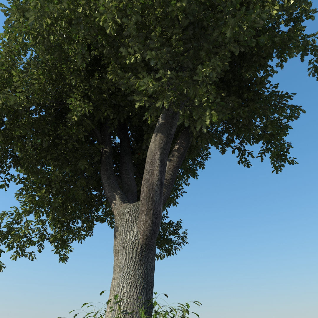 oak trees 3d obj