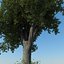 Oak Trees 3d Obj