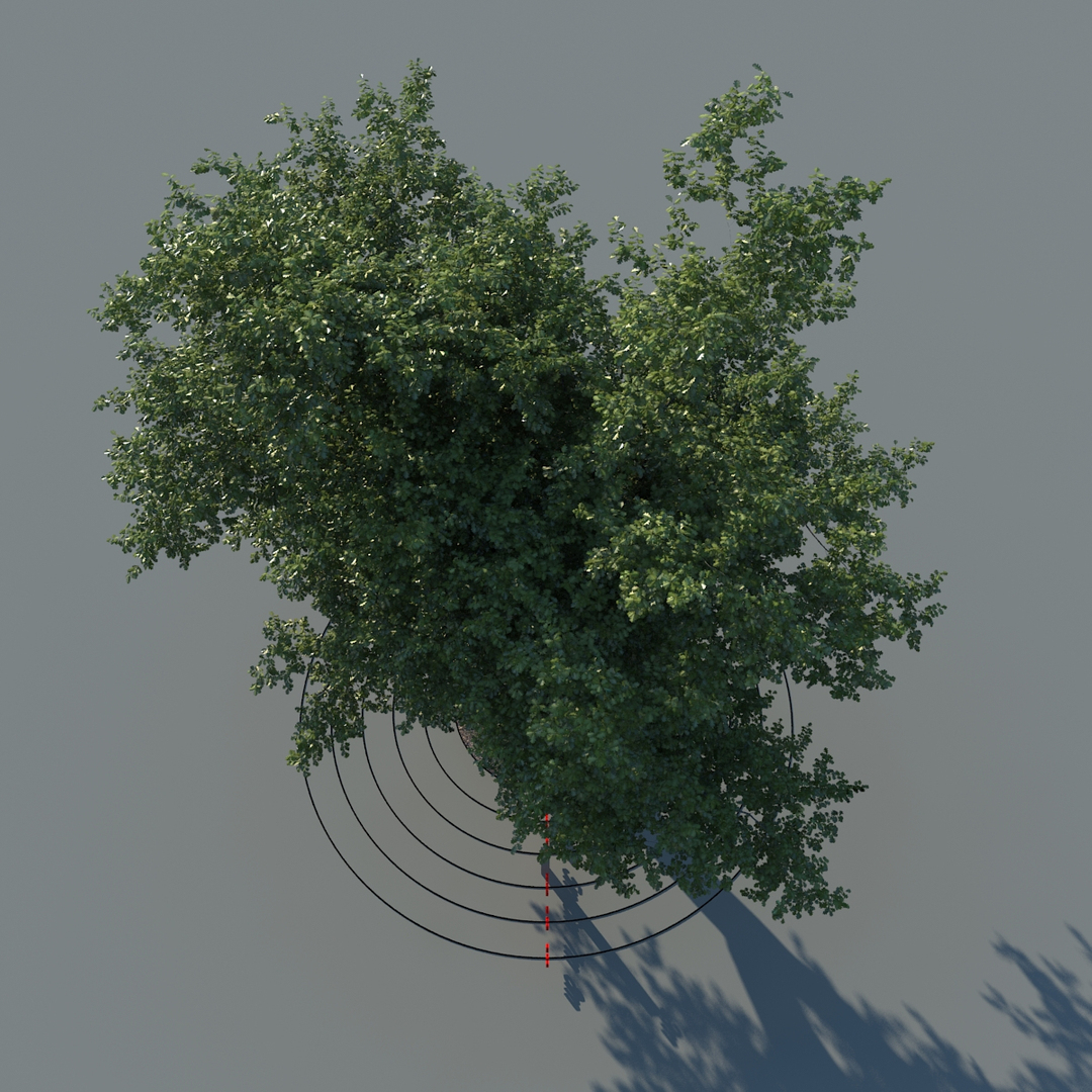 oak trees 3d obj