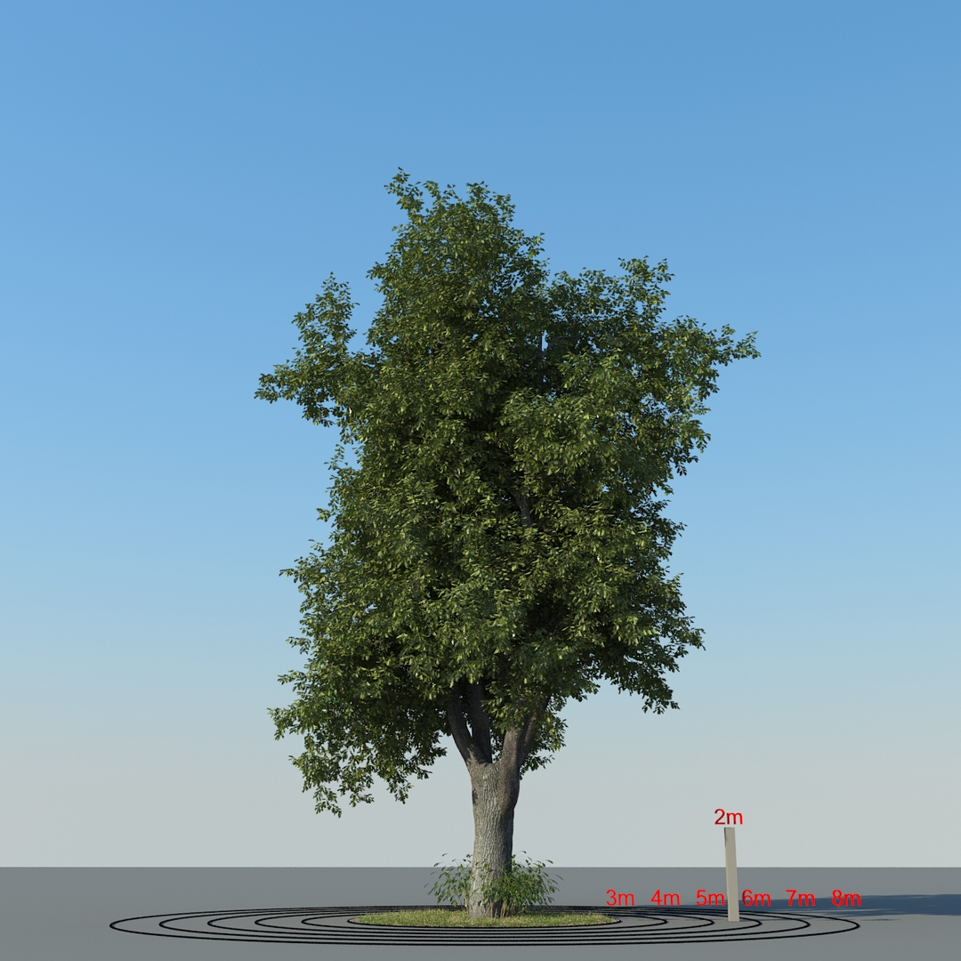 oak trees 3d obj