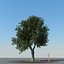 Oak Trees 3d Obj