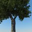 Oak Trees 3d Obj