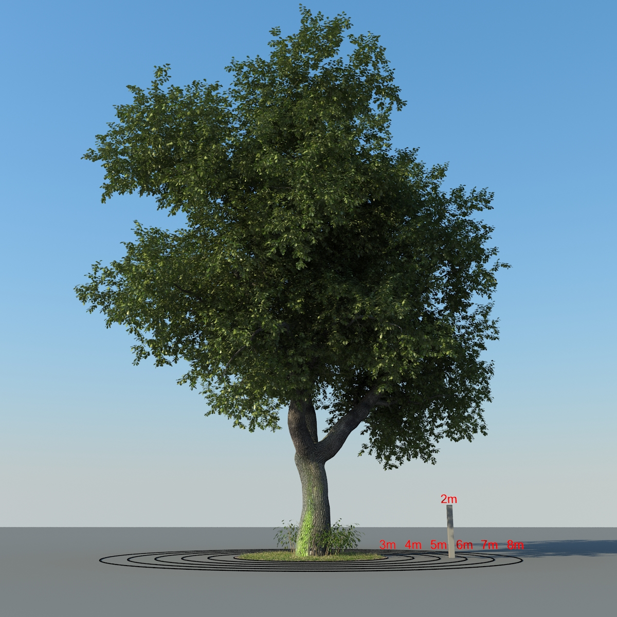 oak trees 3d obj