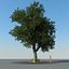 Oak Trees 3d Obj
