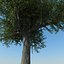 Oak Trees 3d Obj